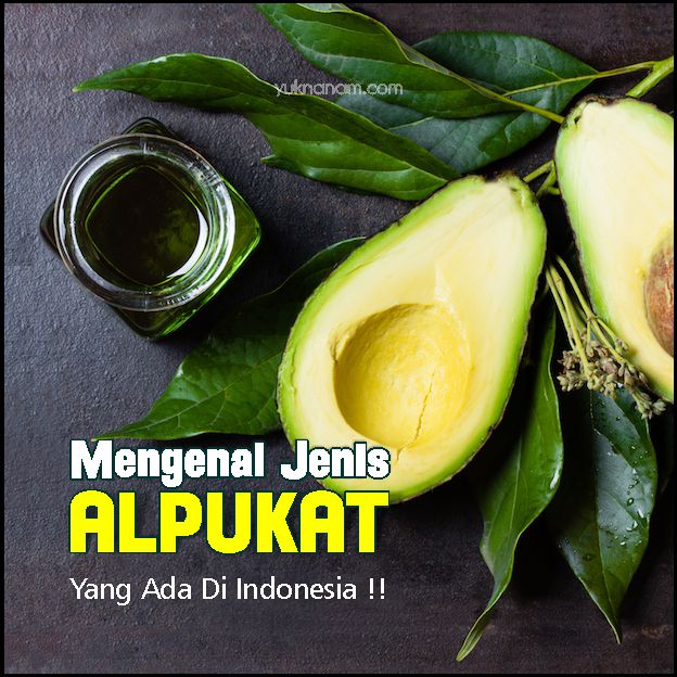 Cari Tahu Yuk !! Apasaja Jenis Alpukat Yang Ada Di Indonesia ! | Yuk Nanam