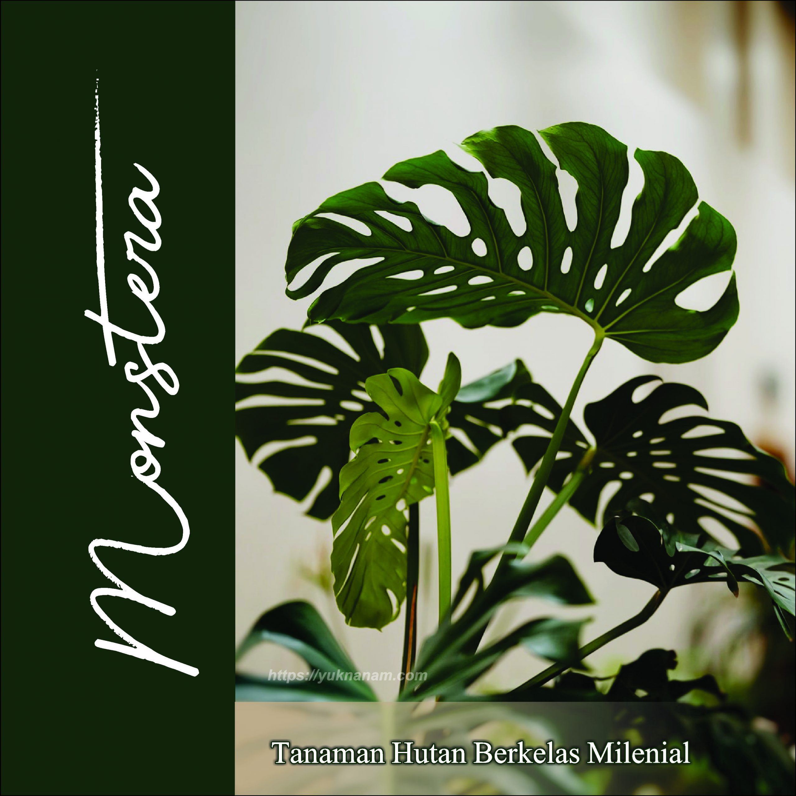 Monstera Tanaman Hutan Yang Memiliki Nilai Jual Tinggi | Yuk Nanam