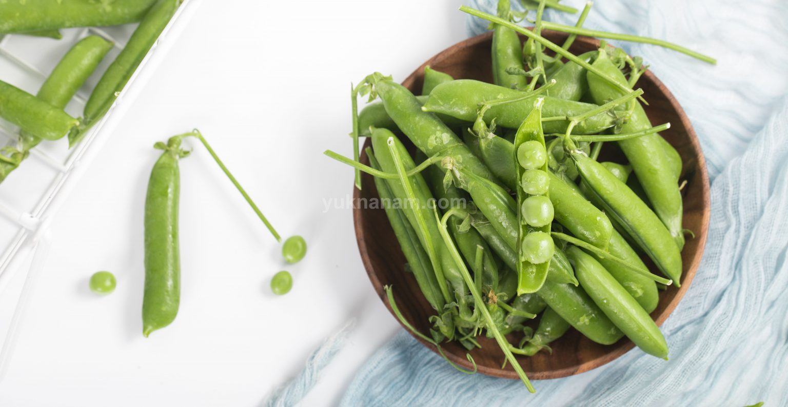 Simak 5 Manfaat Penting Kacang Polong Bagi Kesehatan Anda !!! | Yuk Nanam