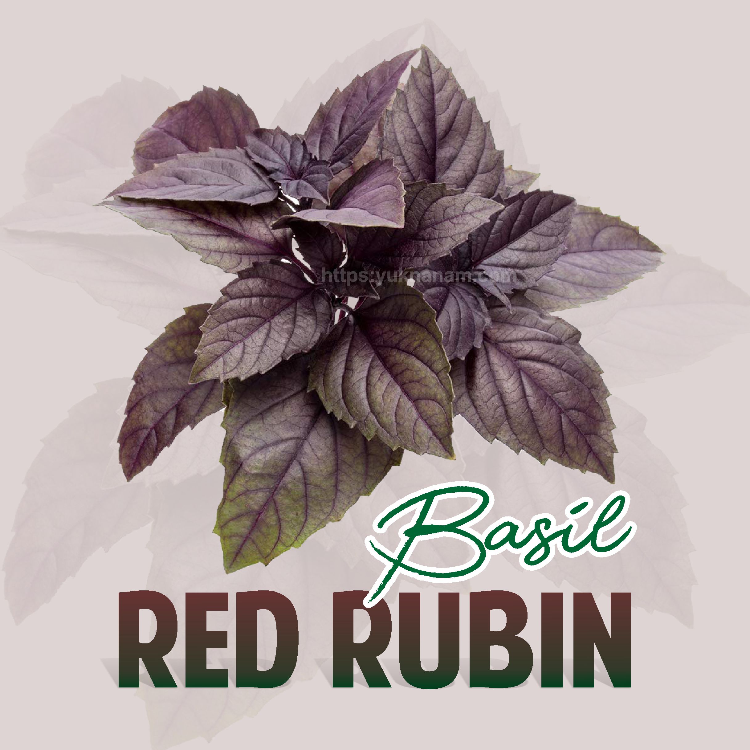 Cara Mudah dan Praktis Menanam Basil Merah !!! Dijamin Berhasil | Yuk Nanam