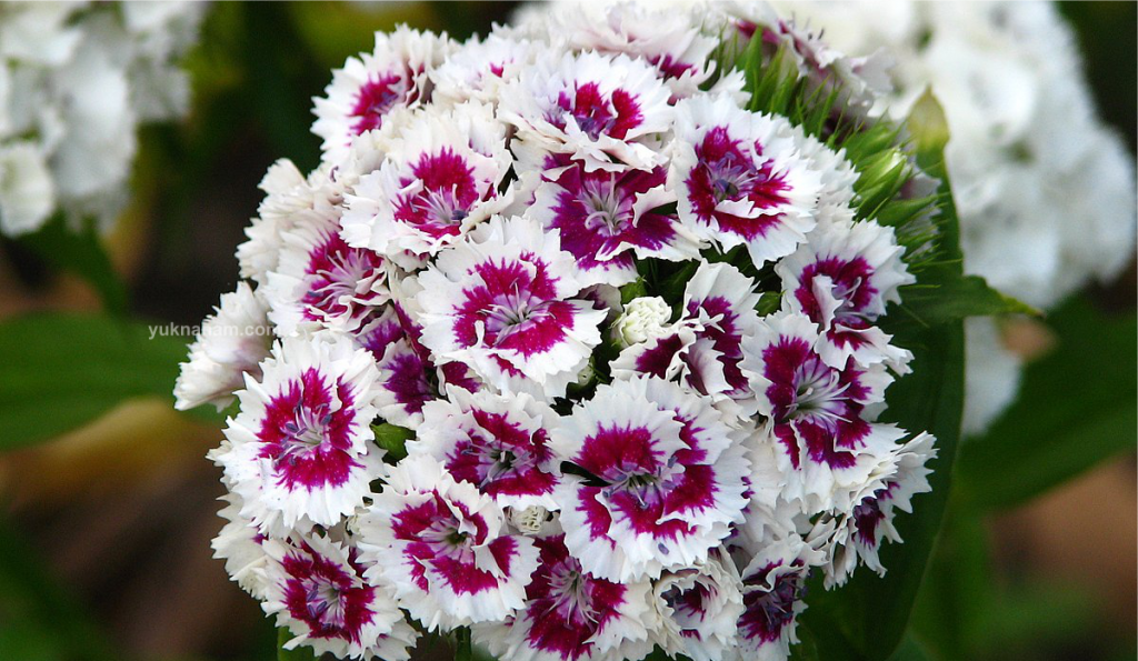 Dianthus Barbatus Menjadi Bunga Populer Dan Juga Menjadi Tanaman Herbal ...