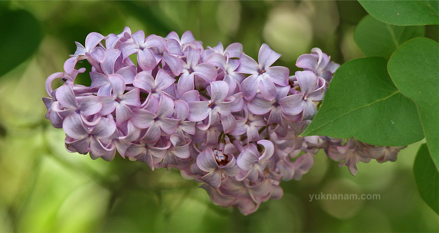 Fakta Menarik dari Bunga Lilac !!! | Yuk Nanam